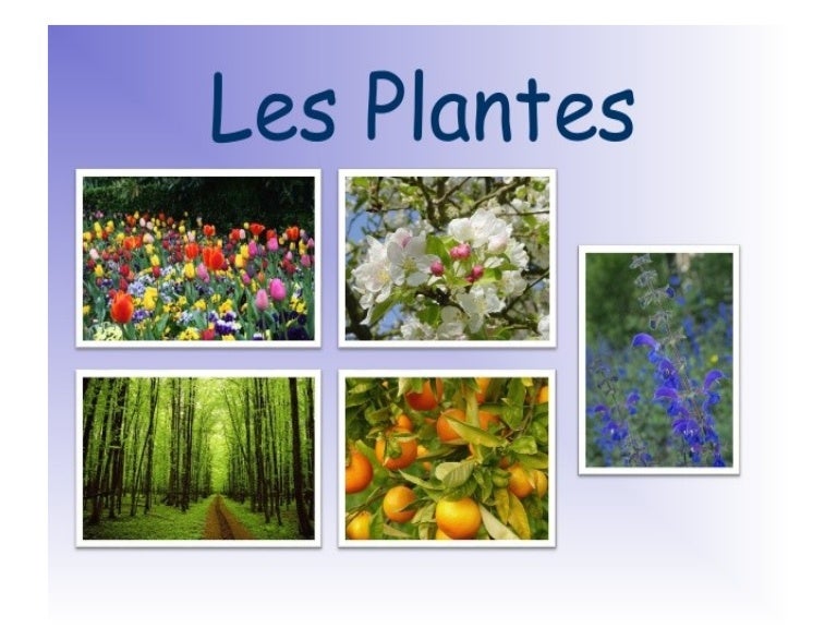 Les plantes