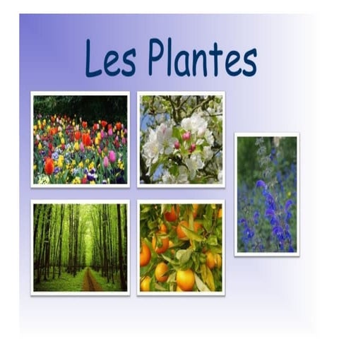 Les plantes | PPT
