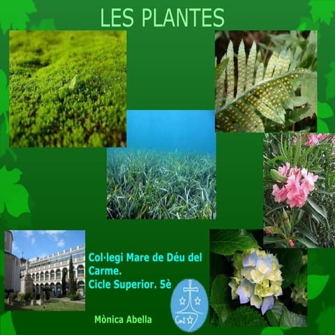 Les plantes 7 | PPT