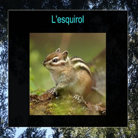 L'esquirol (Judith) | ODP