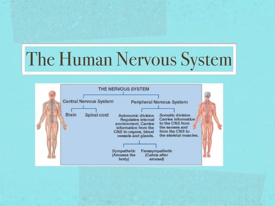 The nervous system | PPTX