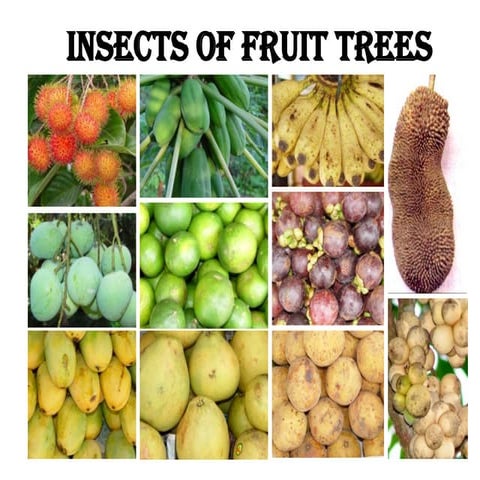 Lesson-2c.-10.-Major-Pest-of-Crops-Fruit-trees_033324.pdf