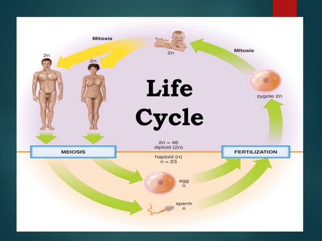 Human Life Cycle Meiosis
