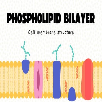 Lesson-7-Cell-membrane-structure for G11 | PDF