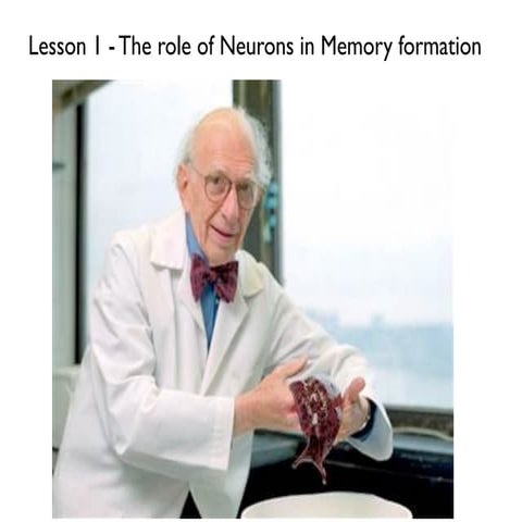 Lesson 1 the role of the neuron in memory formation 2015 | PDF | Brain ...