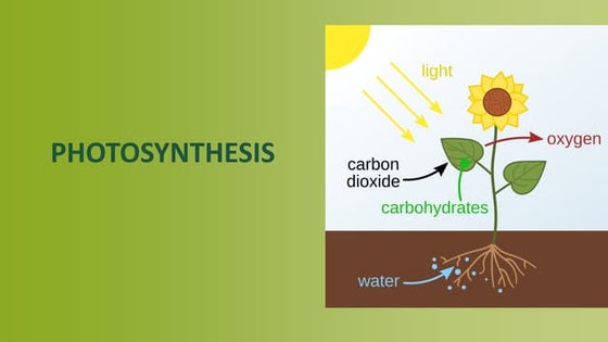 8th Grade Science: Photosynthesis Slides | PDF