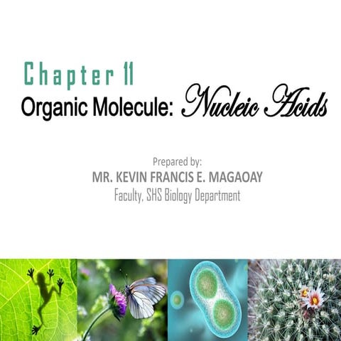 Lesson 12 Nucleic Acids | PDF