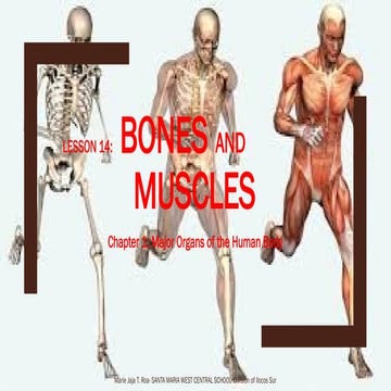 lesson14bonesandmuscles-160901031157.pptx