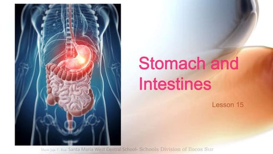 Digestive System Grade 4 igcse easy notes ppt | PPT | Nutrition ...