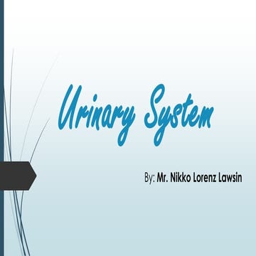 Lesson 15 urinary system | PDF