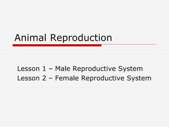 Male reproductive system of cattle | PPT