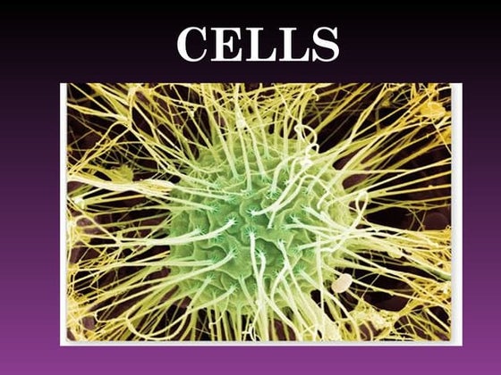Lesson 2a_ Plants vs animals' cells.ppt is about the difference between ...