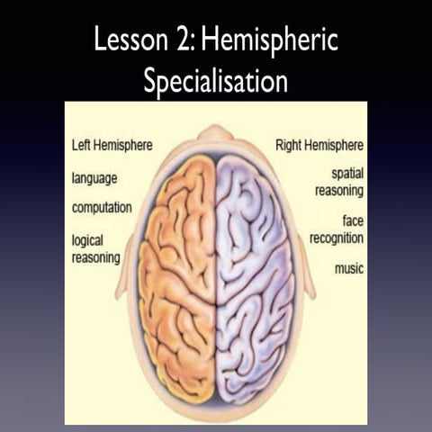 Lesson 2 hemispheric specialisation | PDF