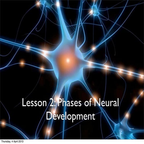 Lesson 2 phases of neural dvelopment 2013 | PDF