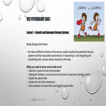 Lesson 2 somatic and autonomic ns | PPTX
