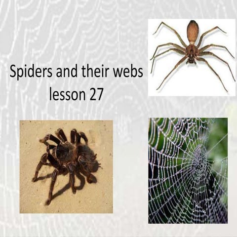 Lesson 27 spiders and their webs | PPTX