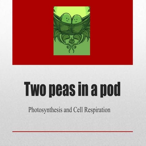 Photosynthesis and Cell Respiration (Brief Overview) | PPTX