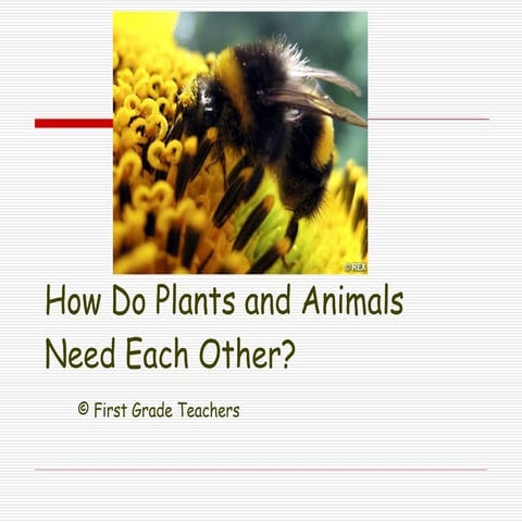 Lesson 3.3 How do plants and animals need each other? | PPT