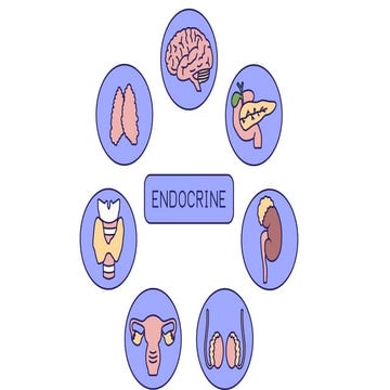 Lesson 3-Endocrine system FOR GRADE 10 STUDENTS.pptx
