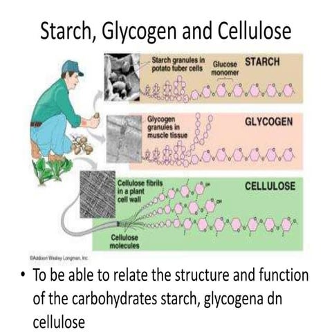 Lesson 3 starch, glycogen and cellulose | PPTX