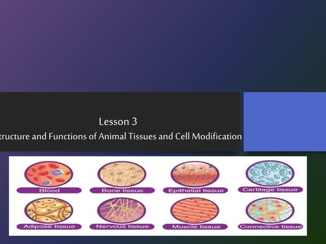 Lesson4 cell modifications | PPTX