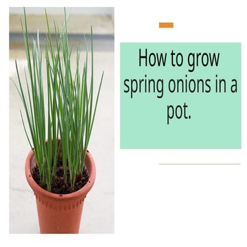 How to grow spring onions on your own.ppt