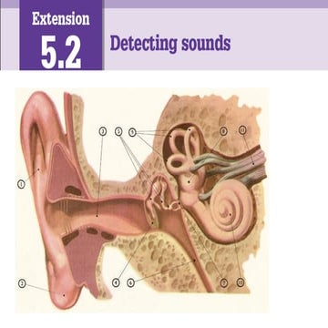 Lesson 5.2 Detecting sound.pptx dsdsdsdsdasdasda | PPTX
