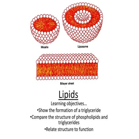 Lesson 5 lipids | PPTX