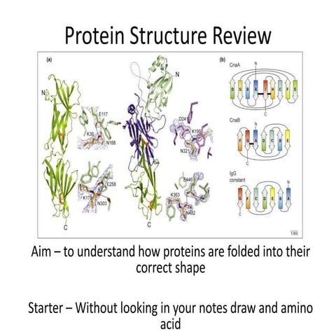 Lesson 7 protein structure review | PPTX