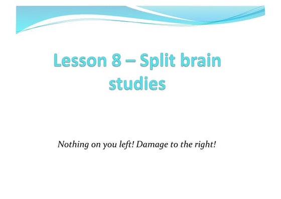 The Split Brain | PDF