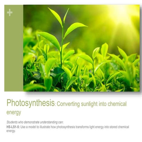Photosynthesis For Kids Powerpoint