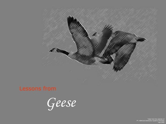 Leadership Lessons From Geese | PPT | Birdwatching | Hobbies & Interests