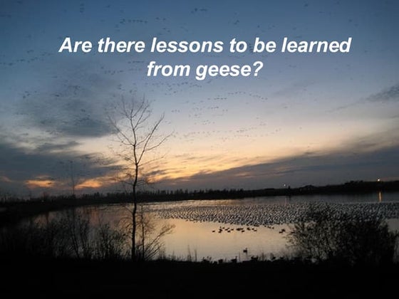 Lessons From Geese Teamwork | PPT