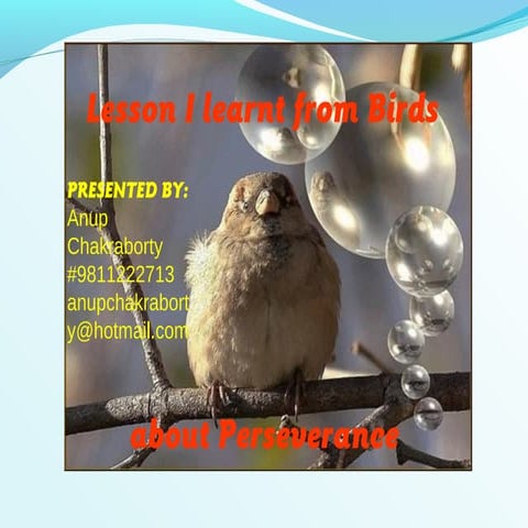 Lessons I learnt from Birds | PPT | Free Download