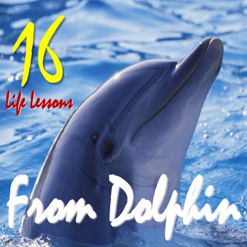 Lessons from dolphin | PPT