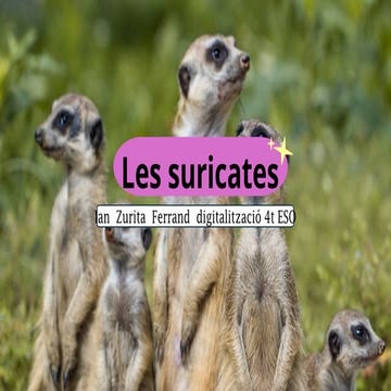 presentacio sobre les suricates en el mon | PPTX