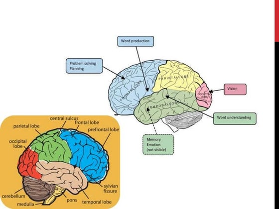Brainology | PDF
