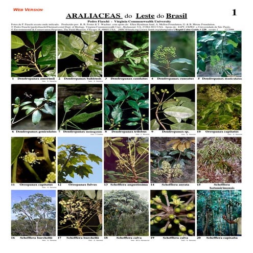 Leste do brasil [eastern brasil] - araliaceae | PDF
