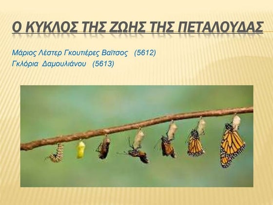 ο κύκλος ζωής της πεταλούδας. | PPT
