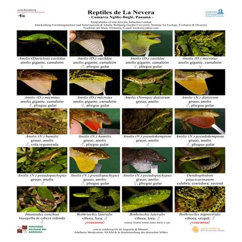 reptiles de la rflf | PDF