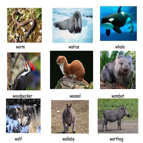 Letter "Ww" pictures | PPTX