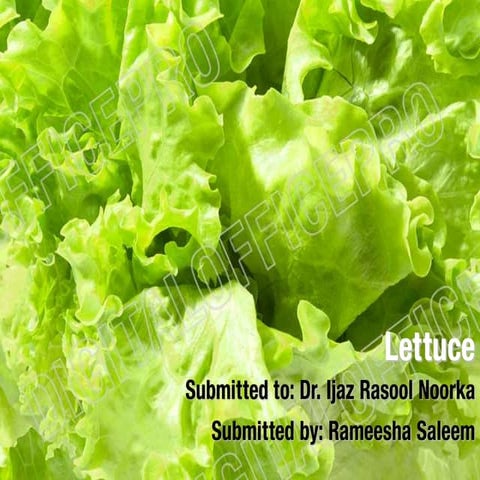 Lettuce | PPTX