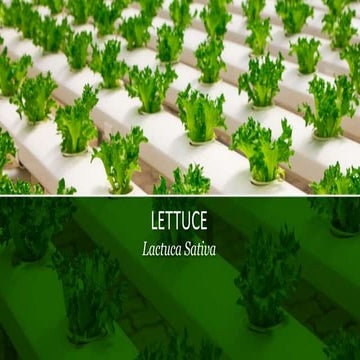 Lettuce | PPTX