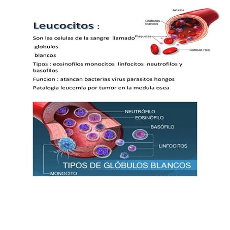 Leucocitos