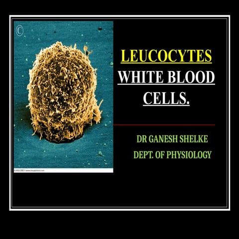 leucocytes or white blood cells. leucopoesis & variations in count | PPT