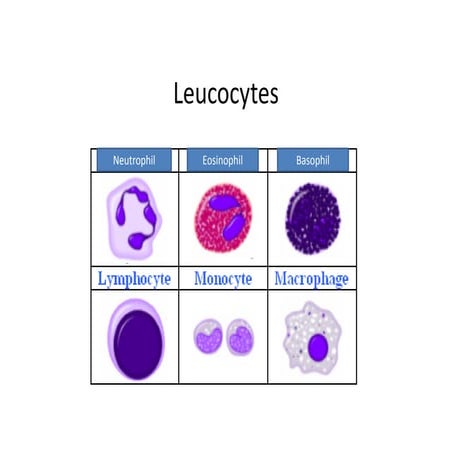 Leucocytes | PDF