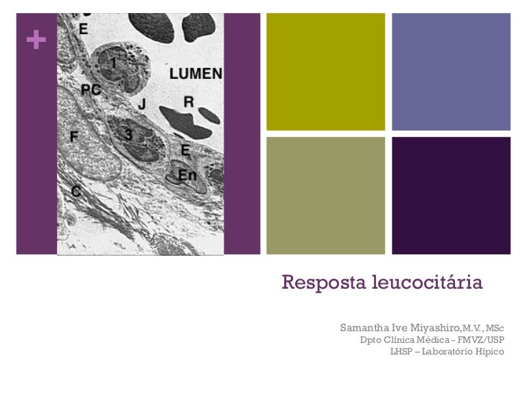 Leucograma Segmentados