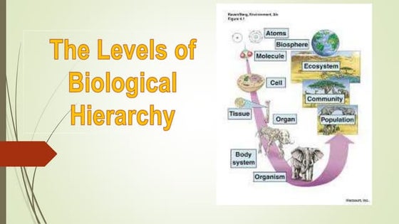 Levels of Biological Organization Updated | PPT