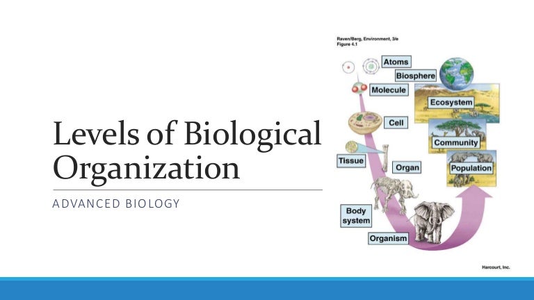 Biological Organization