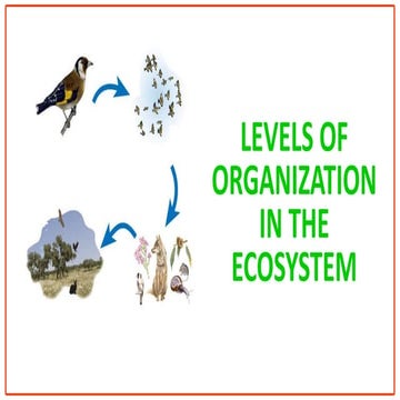 Levels of organization | PPTX